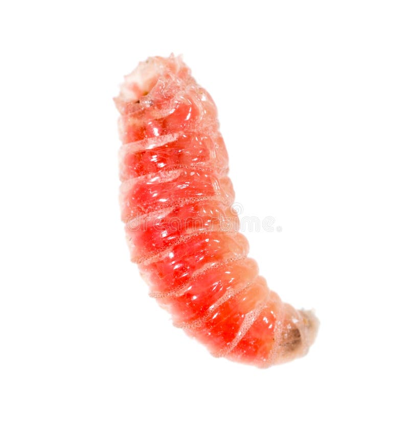 Red Worm of Maggots on a White Background Stock Photo - Image of ...