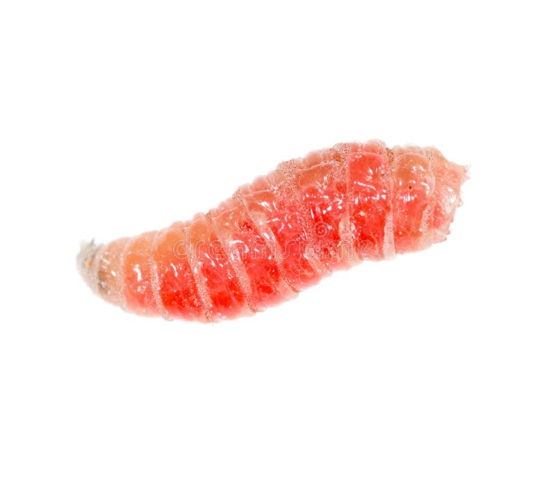 Red Worm of Maggots on a White Background Stock Photo - Image of ...