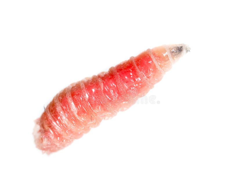 Red Worm of Maggots on a White Background Stock Image - Image of ...