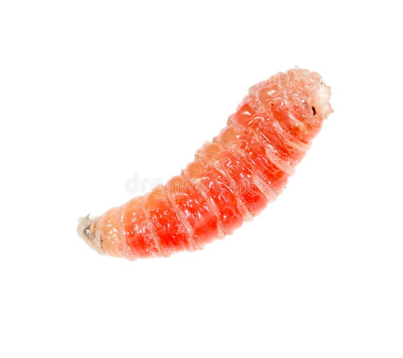 Red Worm of Maggots on a White Background Stock Photo - Image of small ...