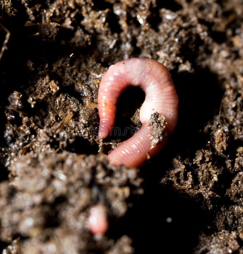 Red worm manure. macro stock image. Image of worms, animal - 105980321
