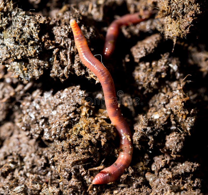Red worm manure. macro stock image. Image of compost - 105979935