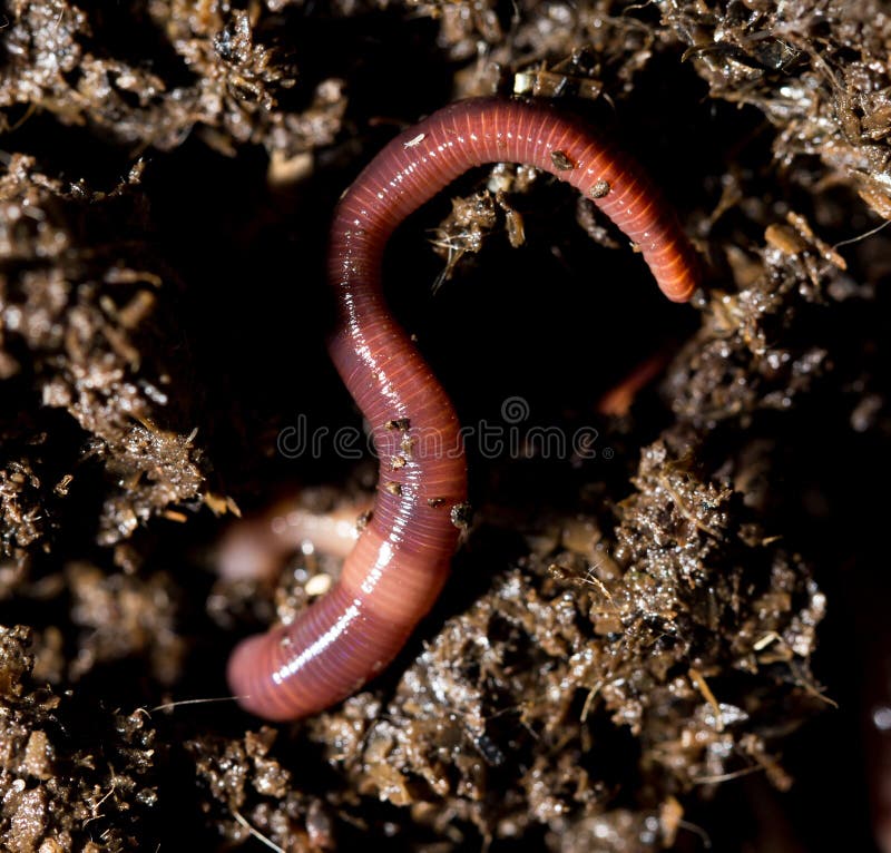 Red worm manure. macro stock image. Image of ground - 108710077