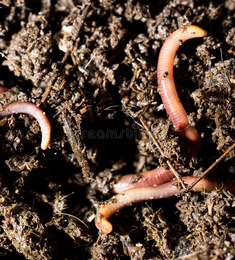 Red worm manure. macro stock photo. Image of worm, wild - 108710156