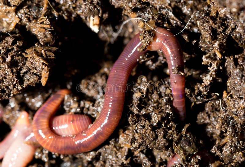 Red worm manure. macro stock image. Image of nature - 108710203