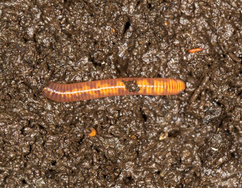 Red worm manure stock image. Image of fetida, group - 101044979