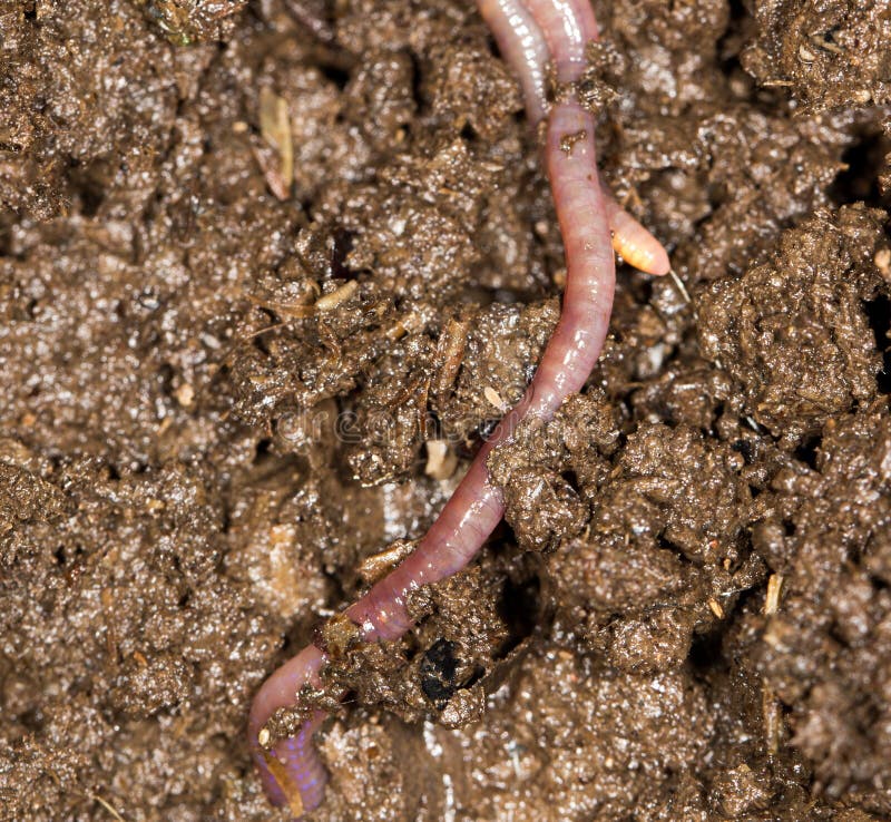 Red worm manure stock photo. Image of garden, worm, biology - 101044074