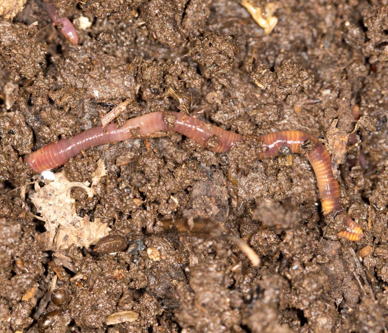 Red worm manure stock photo. Image of fetida, earth - 101044688