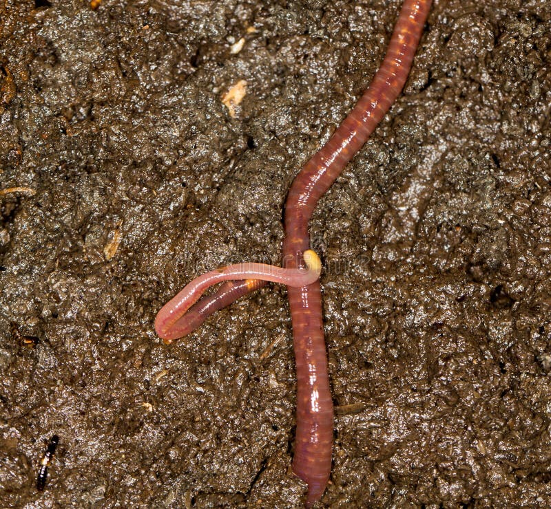 Red worm manure stock image. Image of fishing, soil - 101044897