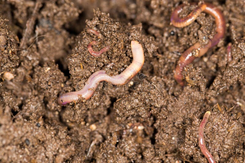 Red worm manure stock image. Image of group, ground - 101044943