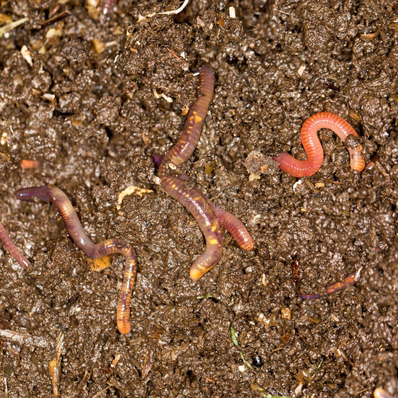 Red worm manure stock photo. Image of rain, soil, ground - 101045320