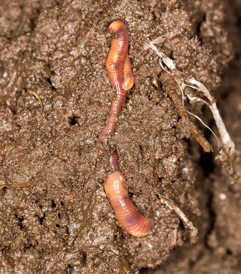 Red worm manure stock image. Image of environment, fetida - 101045515