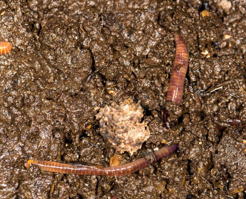 Red worm manure stock image. Image of worm, closeup - 101045807