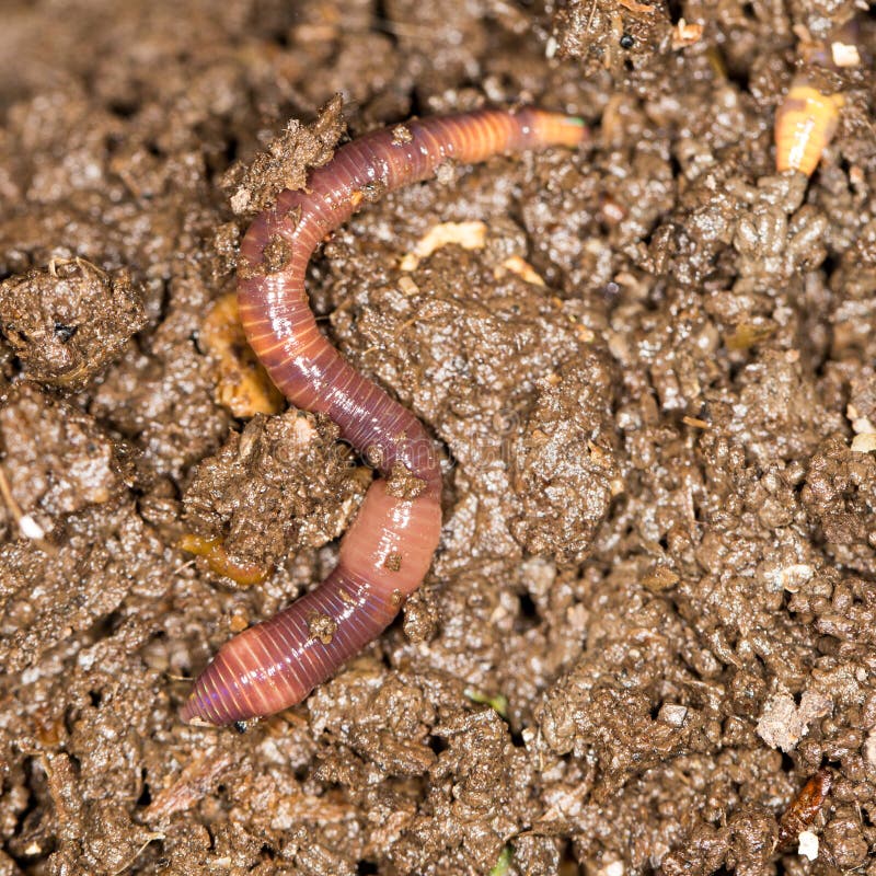 Red worm manure stock photo. Image of group, soil, earth - 101043938