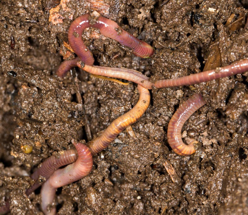 Red worm manure stock image. Image of fishing, ecology - 101044257