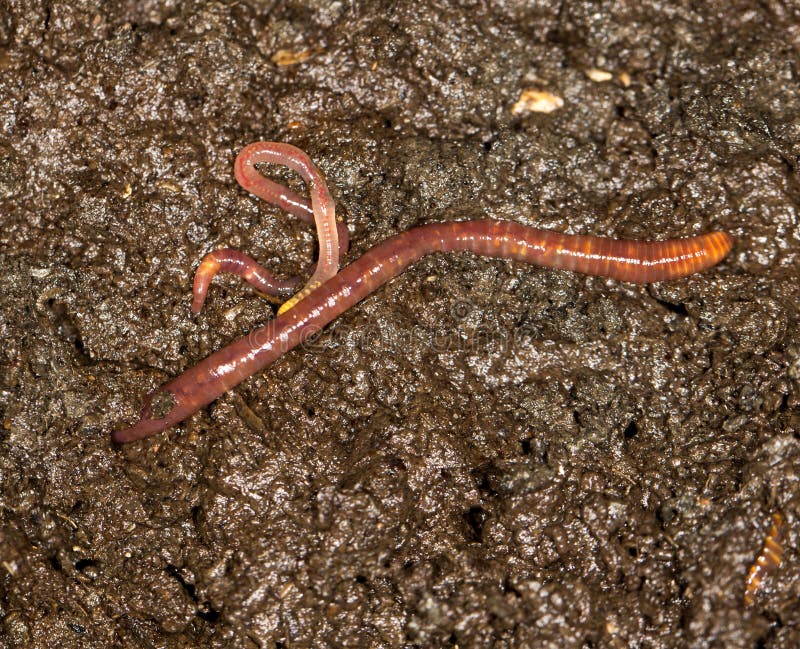 Red worm manure stock photo. Image of compost, animal - 101044674