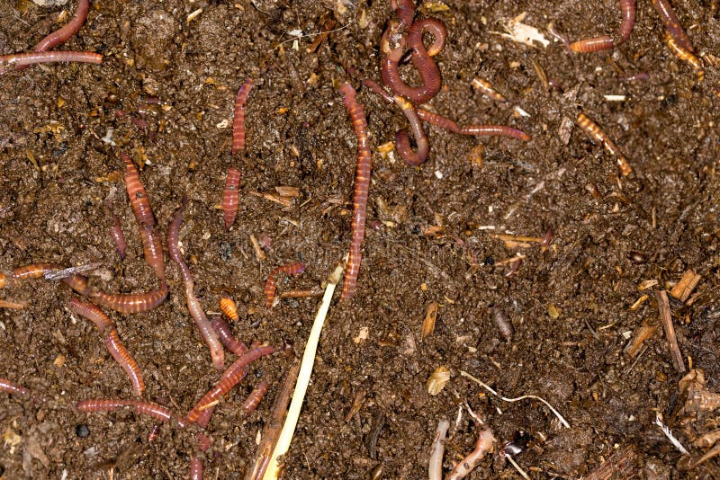 Red worm manure stock photo. Image of compost, earthworms - 101044900