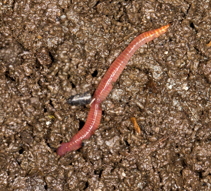 Red worm manure stock photo. Image of earth, biodegradation - 101044998