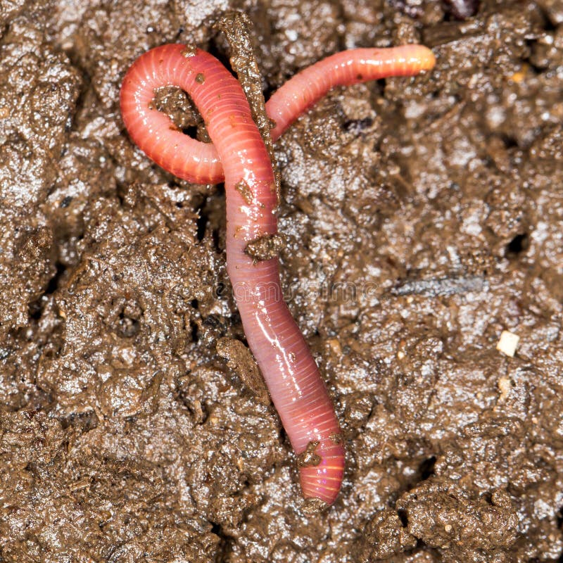 Red worm manure stock photo. Image of pink, nature, closeup - 101045344