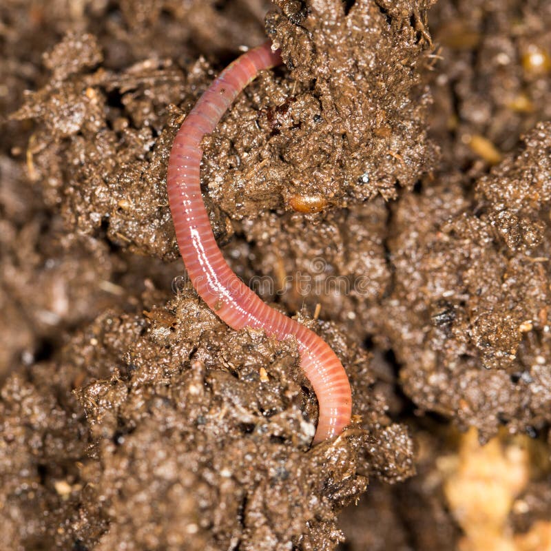 Red worm manure stock image. Image of background, soil - 101045363