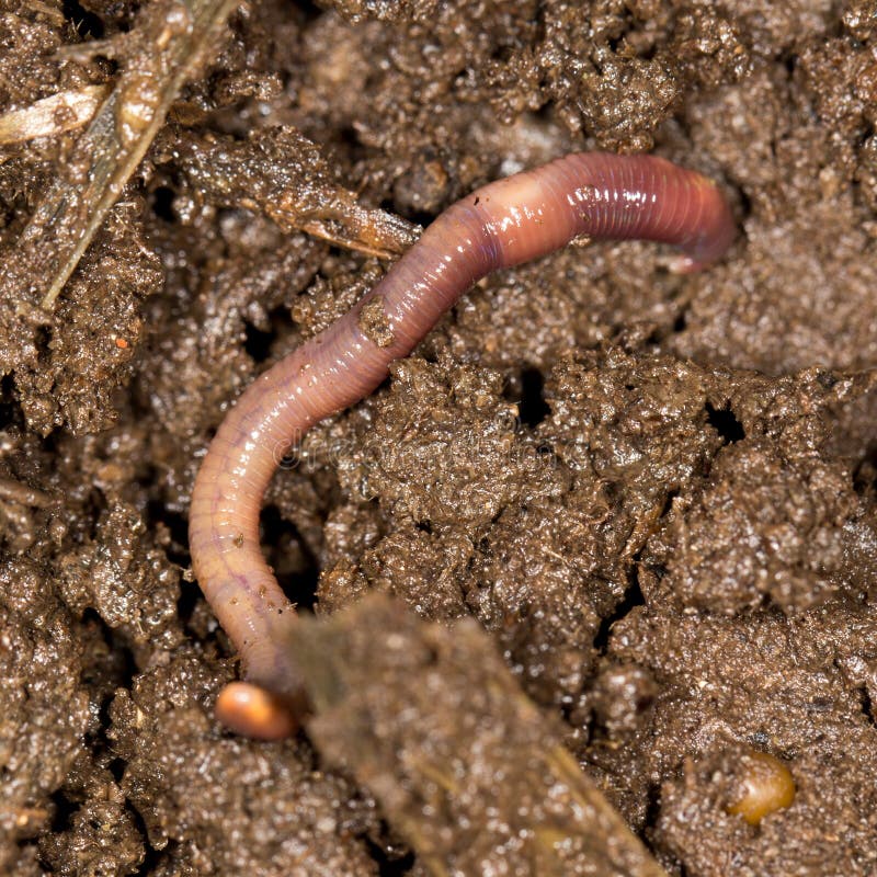 Red worm manure stock image. Image of worm, closeup - 101045807