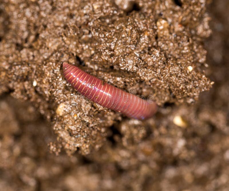 Red worm manure stock photo. Image of fetida, natural - 101046412