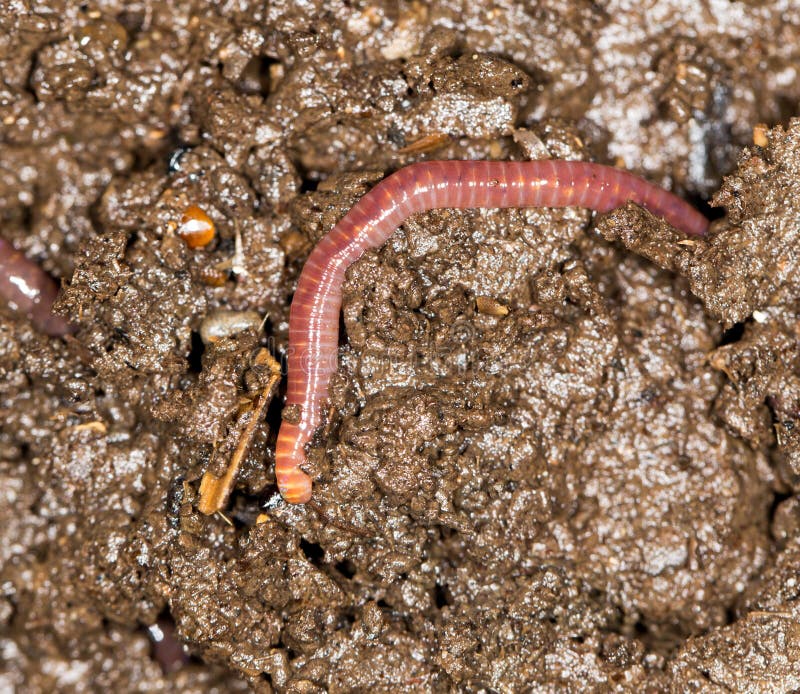 Red worm manure stock image. Image of rain, bait, ecology - 101323049