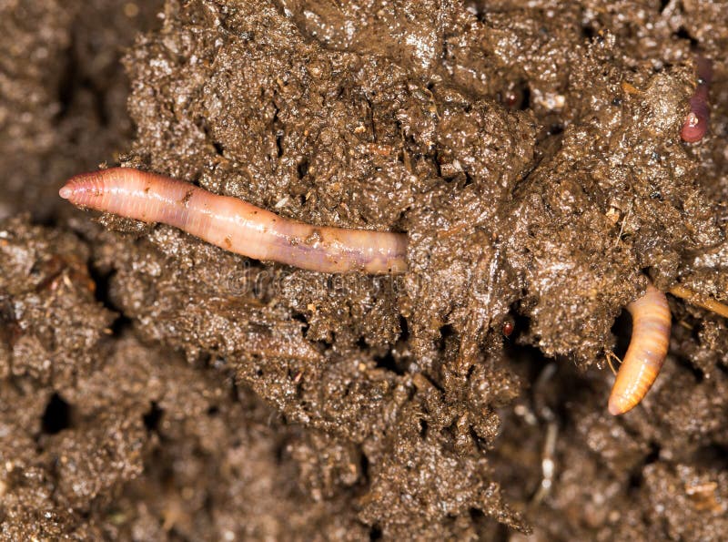 Red worm manure. macro stock image. Image of animal - 108710407
