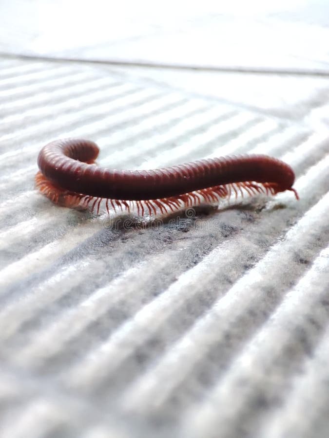 Red Worm Milipede on the Wave Floor Stock Photo - Image of wave, floor ...