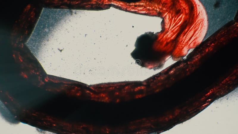 Red Worm Moth Squirms in the Rays of Light in a Microscope Stock ...