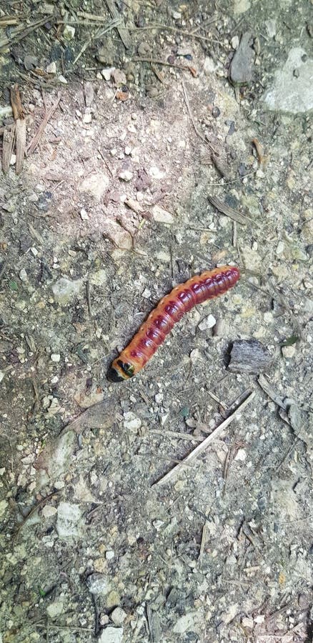 Red Worm Moving on Stony Ground Stock Photo - Image of ground, living ...