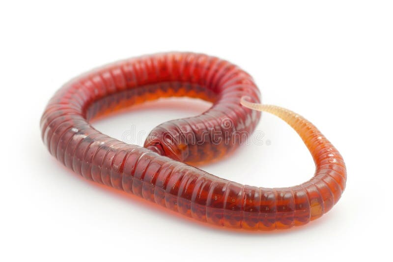 A Red Worm with a Yellow Worm in Its Mouth. Suitable for Educational ...