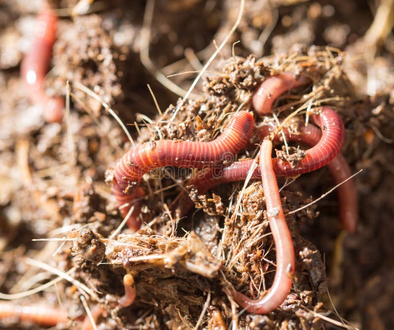 Red worms in compost stock photo. Image of wild, bait - 89204318