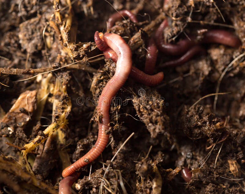 Red worms in compost stock image. Image of dung, closeup - 89204441