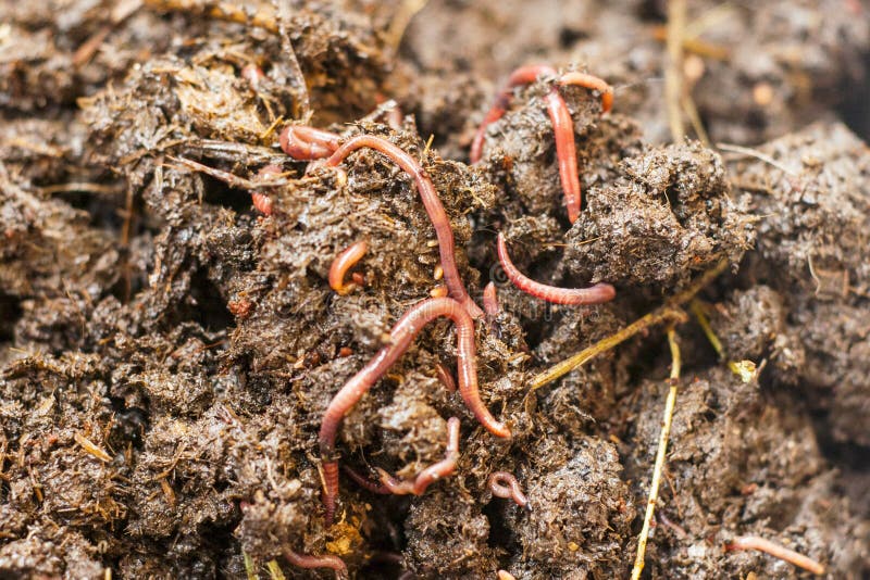 Red worms in compost stock photo. Image of biohumus - 115894834