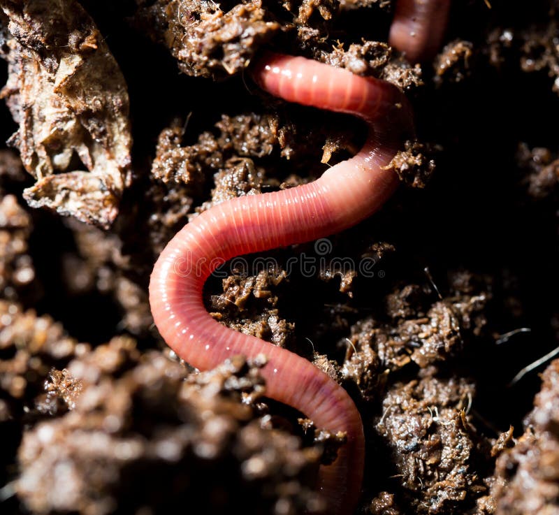 Red Worms in Compost. Macro Stock Photo - Image of dung, earthworm ...