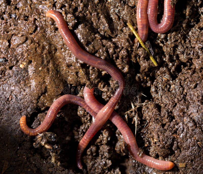 How To Compost Using Red Worms