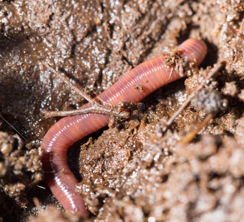 Red Worms in Compost. Macro Stock Photo - Image of animals, dung: 110449414