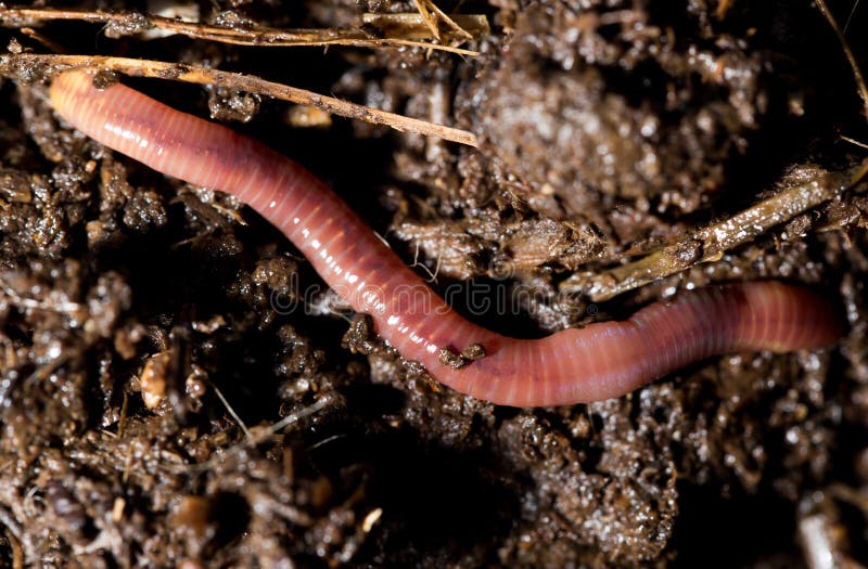 Red Worms in Compost. Macro Stock Image - Image of bait, digging: 104783577