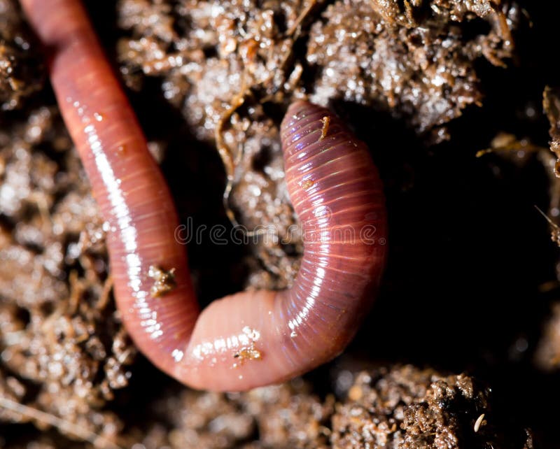 Red Worms in Compost. Macro Stock Photo - Image of group, earthworm ...