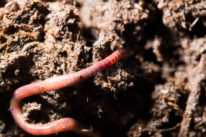 Red Worms in Compost. Macro Stock Photo - Image of earth, group: 110623858