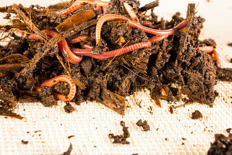 Red worms. stock image. Image of bait, creep, nature - 67653089