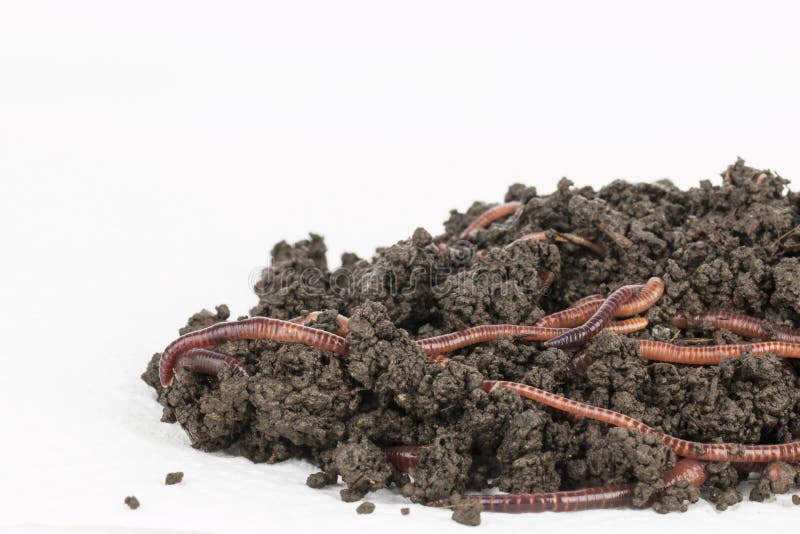 Red worms in compost. stock image. Image of heap, vermiculture - 54398925