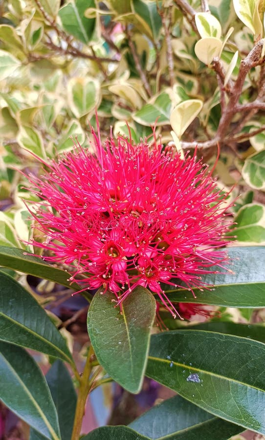 The Red Xanthostemon Chrysanthus Stock Image - Image of blooming, fruit ...
