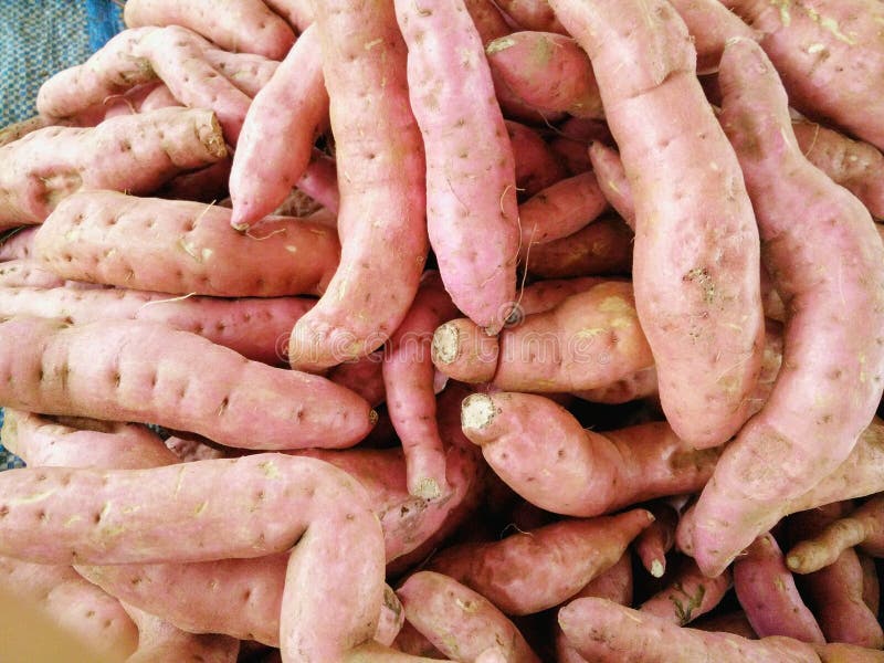 2,542 Yams Photos - Free & Royalty-Free Stock Photos from Dreamstime ...