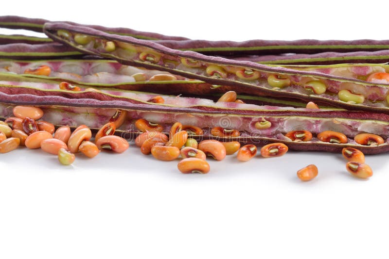 Yard long bean farm stock image. Image of green, crop - 25078077