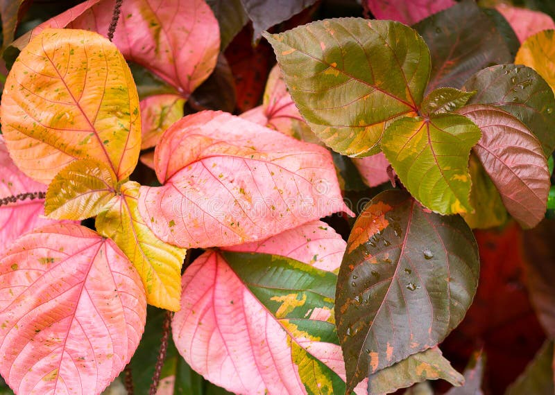 Red, Yellow Ang Green Colorful Leaves Pattern. Nature, Environment ...