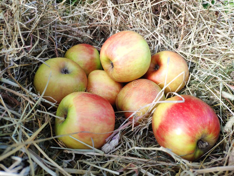 Red Yellow Apples in the Hay Stock Image - Image of agriculture ...