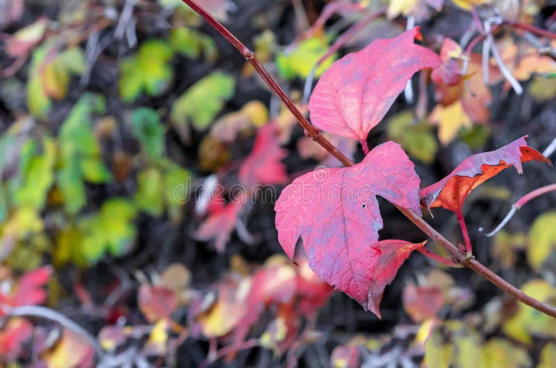 Red and Yellow Autumn Leaves on a Tree Branch. Colors of Autumn. Stock ...