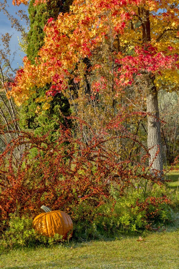 Red and Yellow Autumn Tree and Pumpkin Stock Image - Image of colors ...